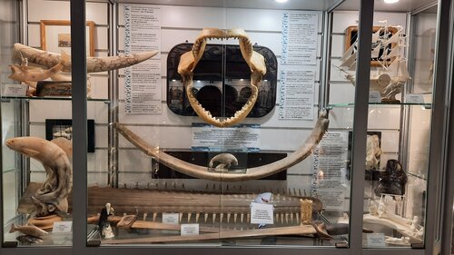 Müzeler ve sanat galerileri Museum of Fish and Fisheries, Feodosya (Kefe), foto