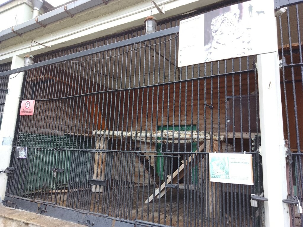 Hayvanat bahçeleri Львы, чёрный ягуар, бинтуронги, Saint‑Petersburg, foto