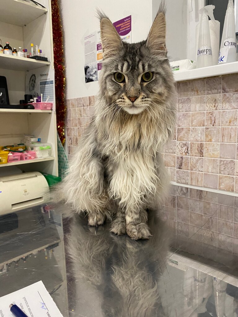 Veteriner klinikleri Добрый Кот, Mariy El Cumhuriyeti, foto