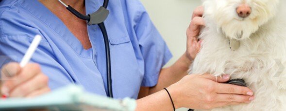 Veteriner klinikleri Veterinárna poliklinika Althea - MVDr. Pavol Zubrický, Nitra, foto