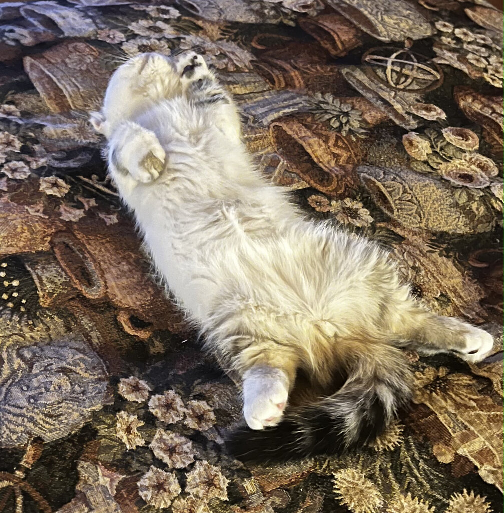 Hayvanat bahçesi merkezi Best Cats, Moskova, foto