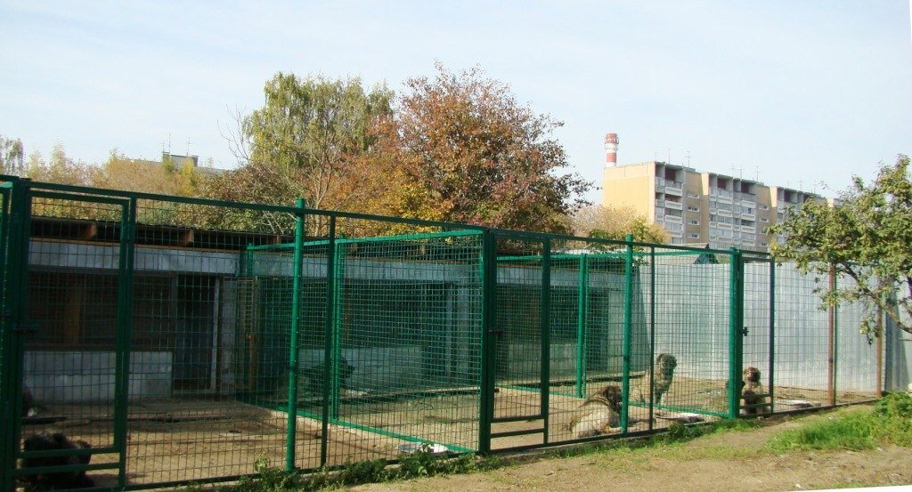 Evcil hayvan yetiştiricileri Gordiy Knyazhich, Nijni Novgorod, foto