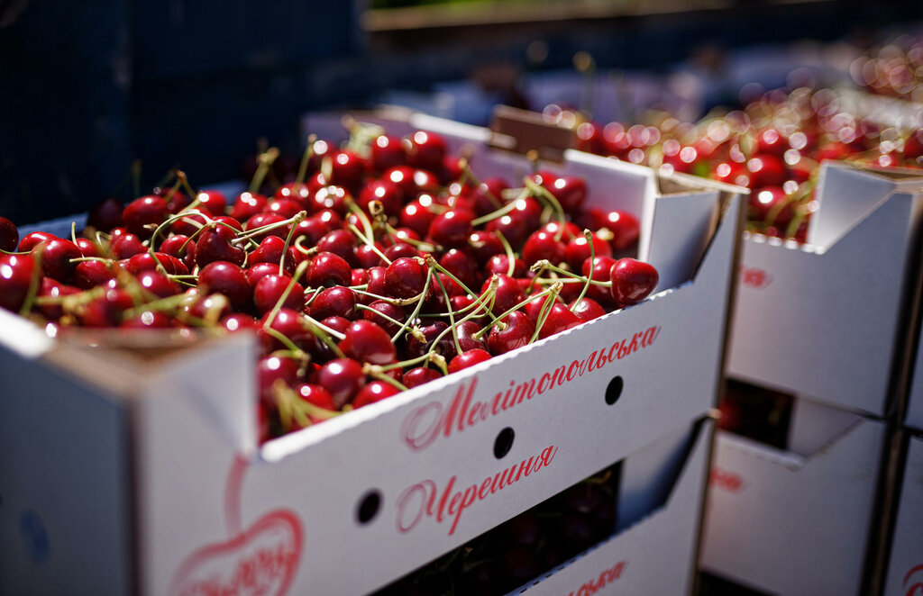 Gıda üreticileri Melitopolskaya Chereshnya Pkf, Zaporoje Bölgesi, foto