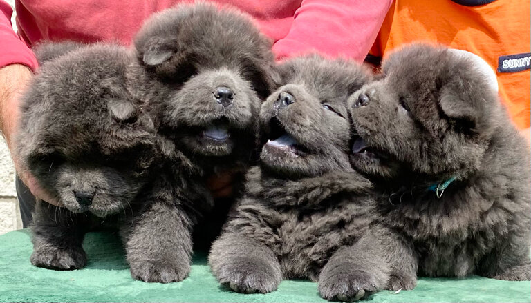 Evcil hayvan yetiştiricileri Питомник чау-чау Facsimile, Samarskaya oblastı, foto