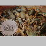 Crawfish (Stasova Street No:84), balık ve deniz ürünleri  Krasnodar'dan