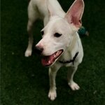 Perrilandia Hotel Guarderia Peluqueria (Panama, Calle 71 Este), petshop  Panama'dan