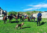 Horse rental (ulitsa Galayeva No:21, posyolok Belorechenskiy), at ve binicilik kulüpleri  Stavropolski krayından