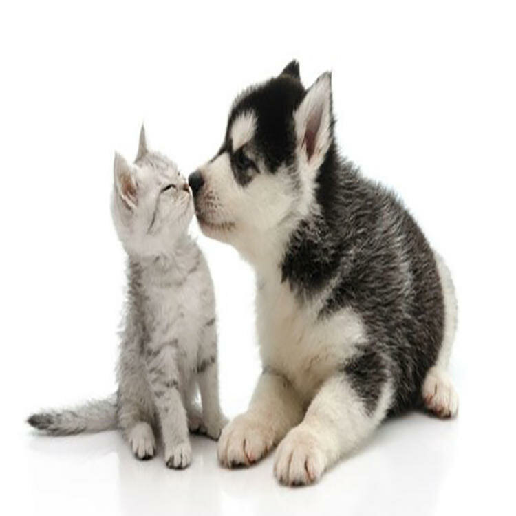 Veteriner klinikleri Clínica Veterinaria los Anturios, , foto