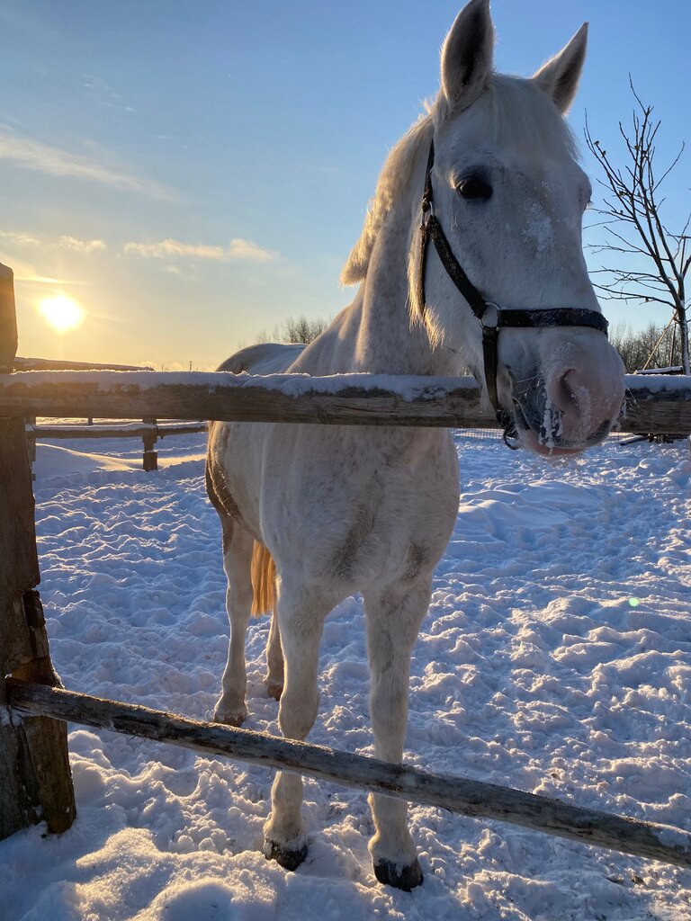 At ve binicilik kulüpleri Конный клуб Пудость, Saint‑Petersburg ve Leningradskaya oblastı, foto