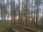 Holzschlägerung Kiechl (Tyrol, Innsbruck-Land, Rothmayrgasse, 13), kereste üretim ve satış şirketleri  Tirol'den