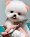Fantasia Animale - Toelettatura e vendita cani (Campania, Province of Naples, Melito di Napoli, Via Roma), evcil hayvan yetiştiricileri  Campania'dan
