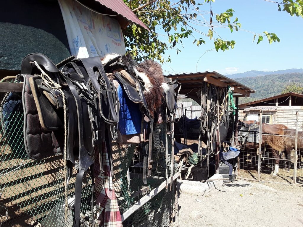 At ve binicilik kulüpleri Horse riding in Khost, Soçi, foto