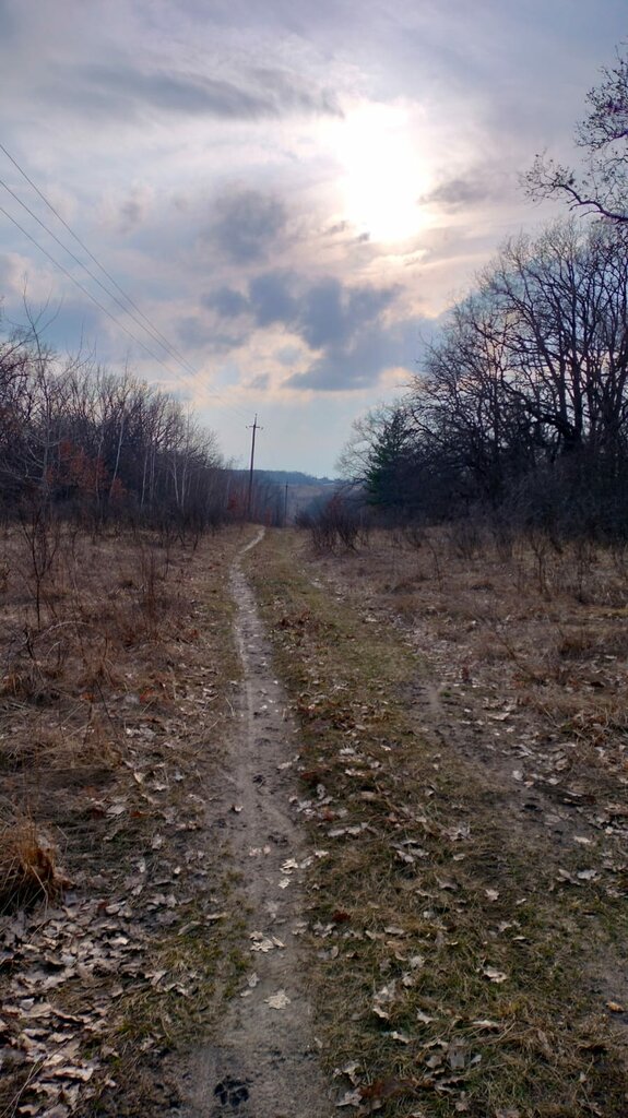 Orman Половской лес, Belgorodskaya oblastı, foto