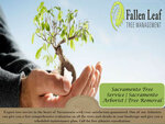 Fallen Leaf Tree Management (California, County of Sacramento, Sacramento), bahçe ekipmanları ve teknolojileri  Sacramento'dan