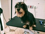 Beauty Pets Toelettatura Cani e Gatti (Lombardy, Bergamo, Zanica, Via Libertà, 50), petshop  Lombardiya'dan