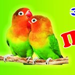 Пернатые друзья (No:12/1, posyolok Belozyorny), petshop  Krasnodarski krayından