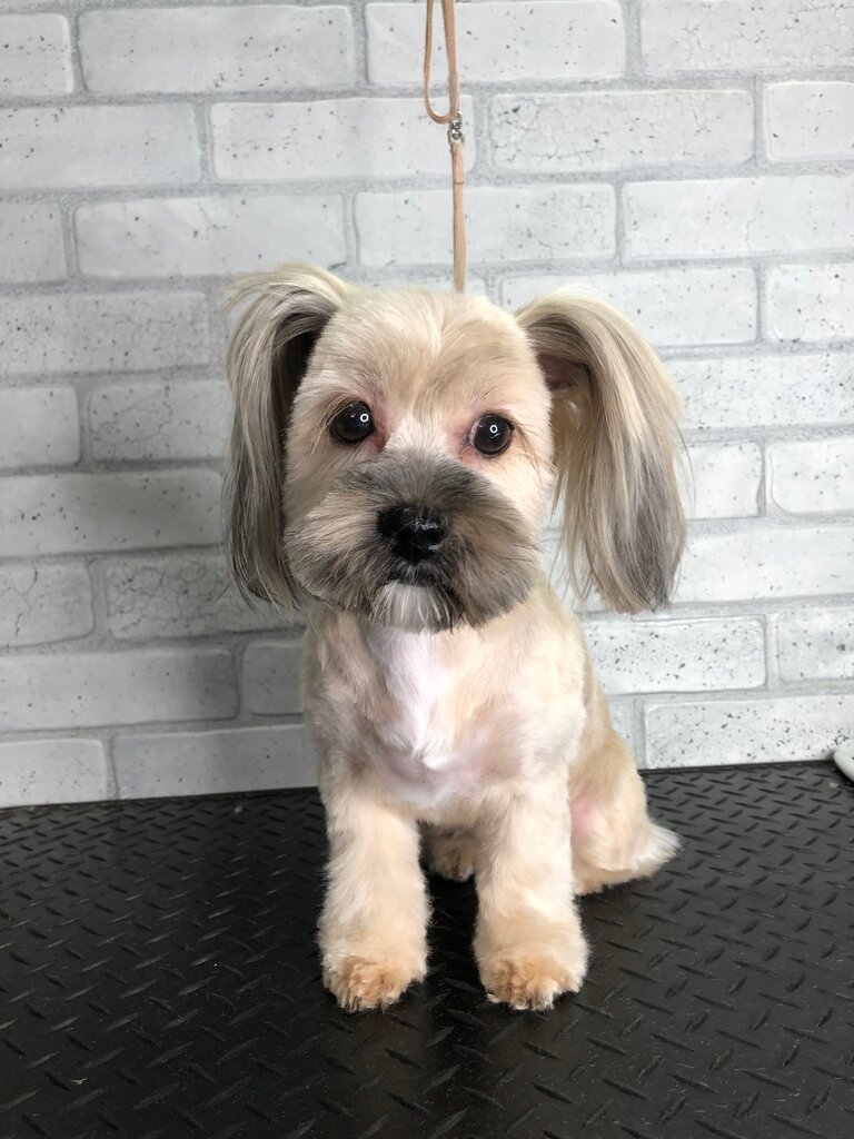 Evcil hayvan kuaförleri Груминг салон, Vladikavkaz, foto