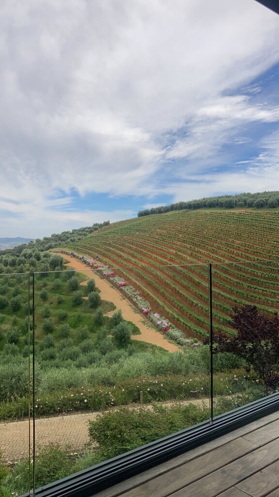 Otel Alluvia Wine Estate, Dünya, foto