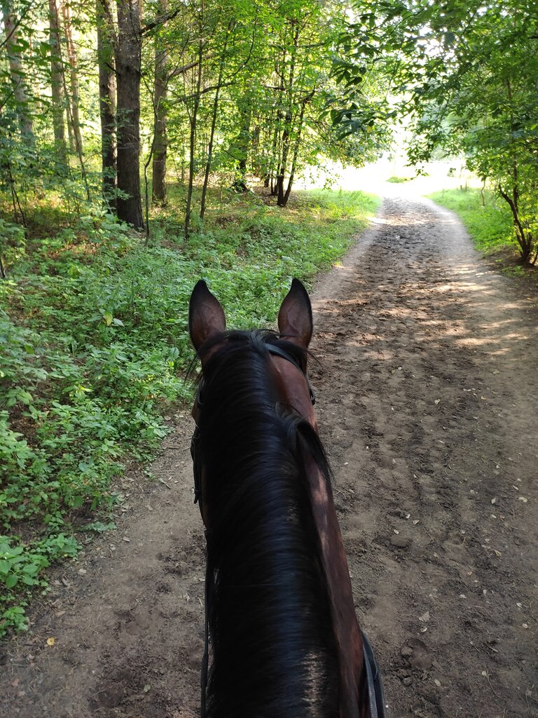 At ve binicilik kulüpleri Centaur_club, Yaroslavskaya oblastı, foto