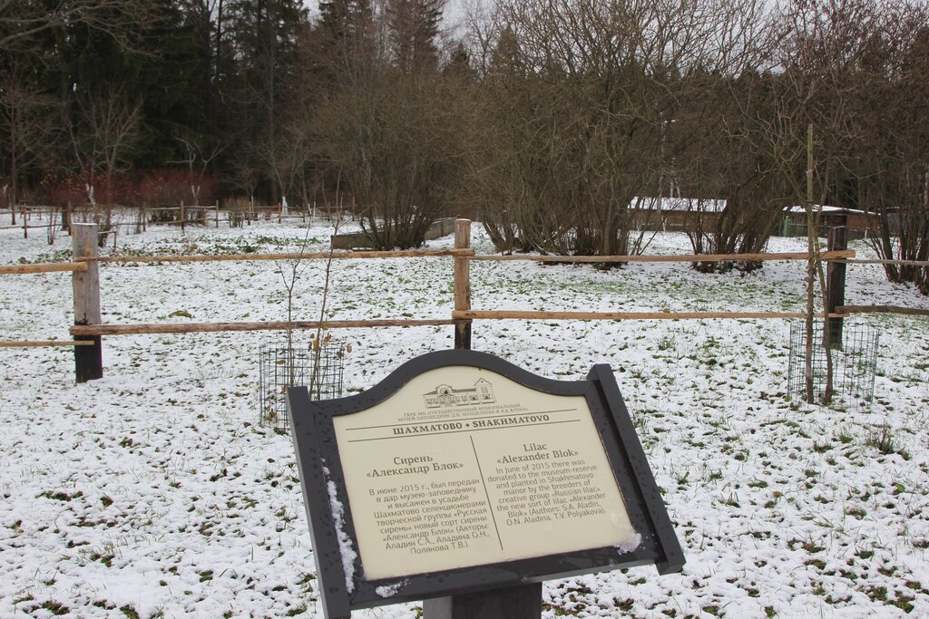 Doğa Сирень Александр Блок, Moskova ve Moskovskaya oblastı, foto