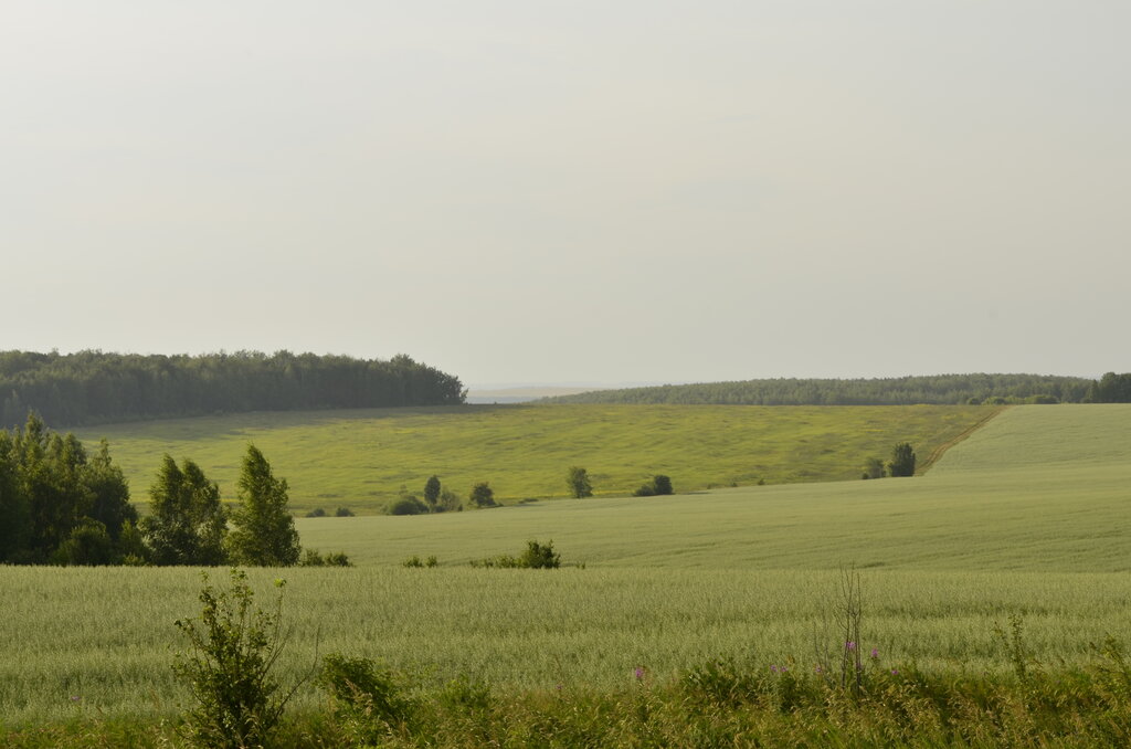 Orman Velemskiy Forest, Riazanskaya oblastı, foto