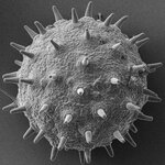 Microscope. Uz (Halqobod street No:16Б), medikal cihaz firmaları  Taşkent'ten