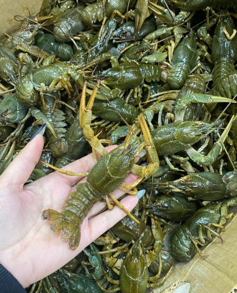 Market Russkiy Smak, Belgorodskaya oblastı, foto