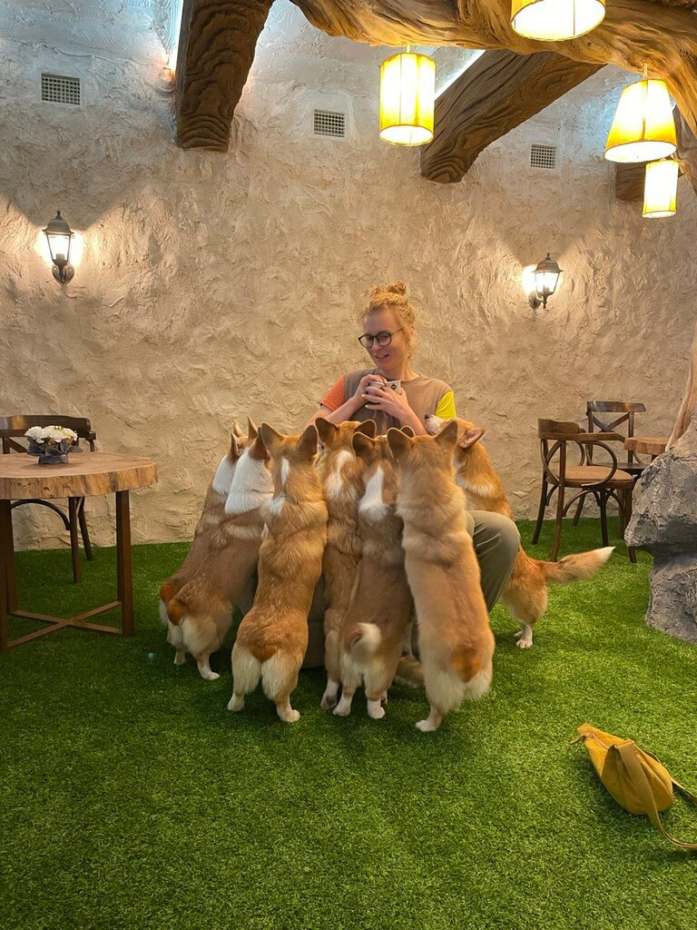 Hobi kulüpleri Corgi Club, Saint‑Petersburg, foto