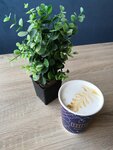 CofeFest (Smolnaya Street No:2), kahve dükkanları  Moskova'dan