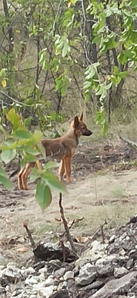 Parklar ve ormanlar Милллеровский лес, Rostovskaya oblastı, foto