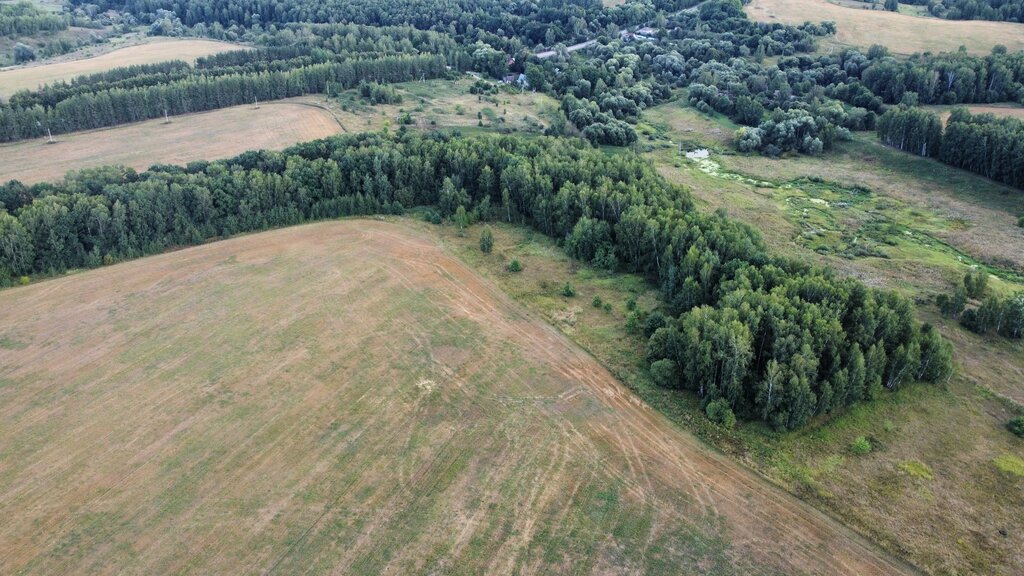 Orman лес Корьки, Moskova ve Moskovskaya oblastı, foto