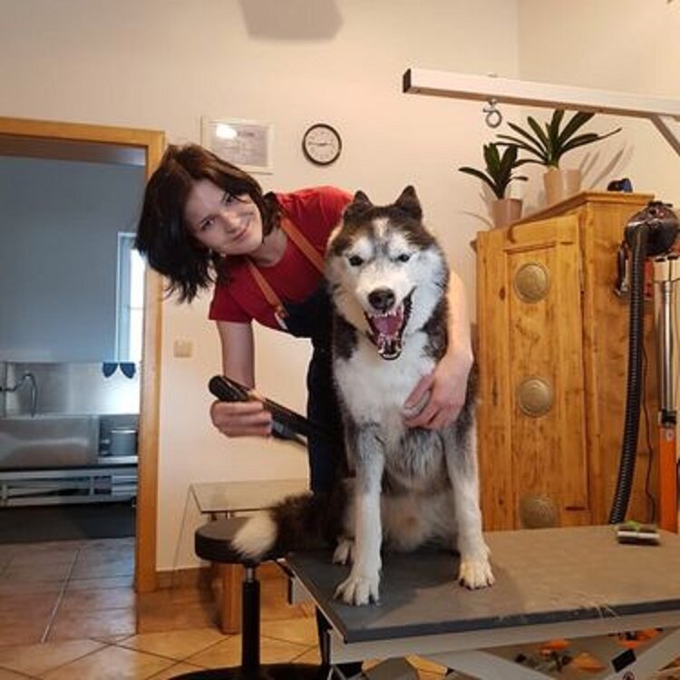 Evcil hayvan kuaförleri Hundesalon Pfötchen, Yukarı Avusturya, foto