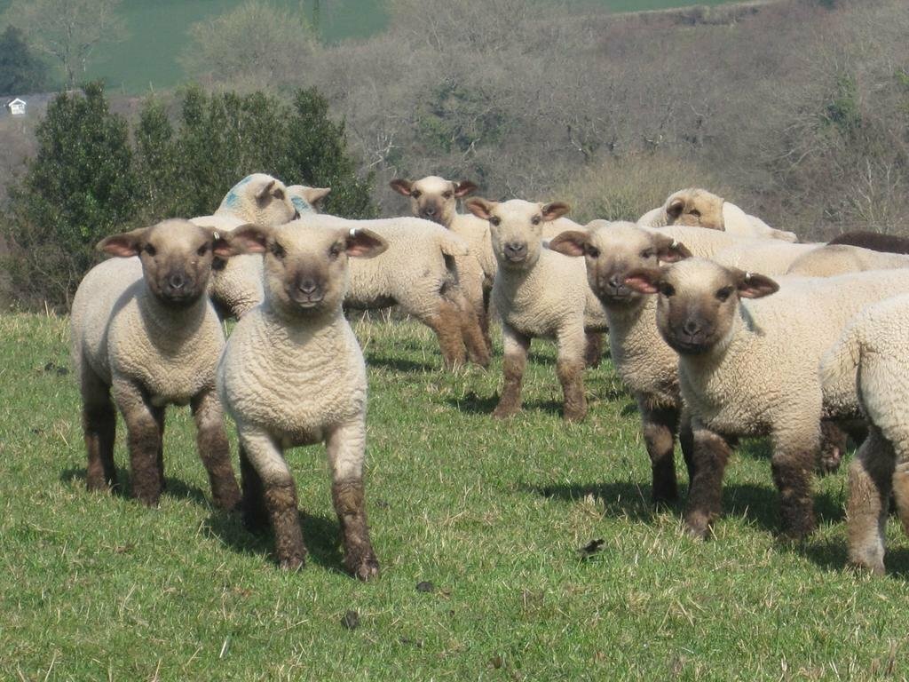 Otel Smallicombe Farm, İngiltere, foto