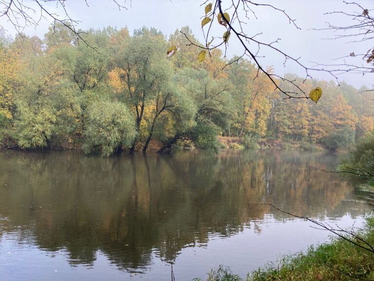 Orman лес Барсучья Грива, Brianskaya oblastı, foto