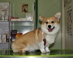 Clinica Veterinaria Botti Maggi (Lombardy, Provincia di Pavia, Via Papa Giovanni XXIII), veteriner klinikleri  Voghera'dan