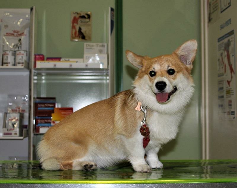 Veteriner klinikleri Clinica Veterinaria Botti Maggi, Voghera, foto