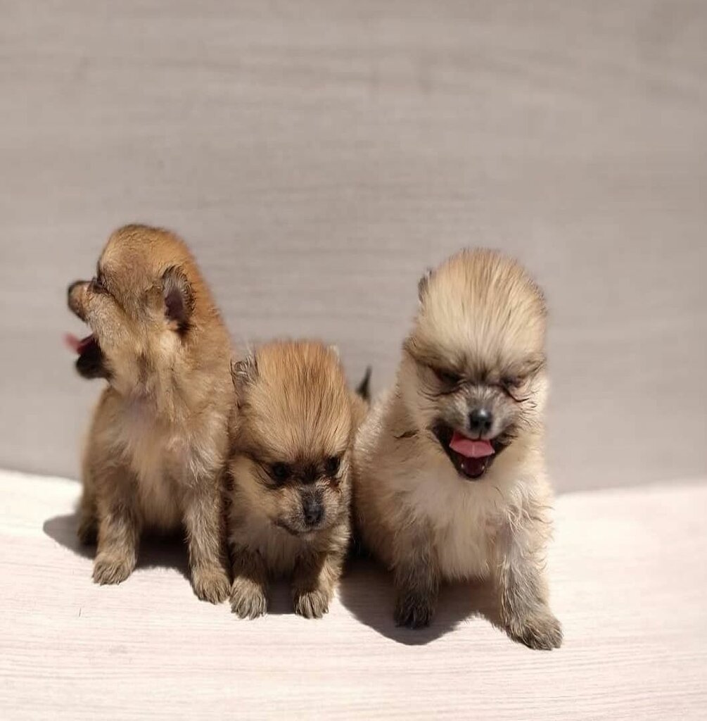 Evcil hayvan yetiştiricileri REXbullies, Medellin, foto