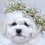 Северная Орхидея (Zelyonaya ulitsa No:12А), evcil hayvan yetiştiricileri  Çehov'dan