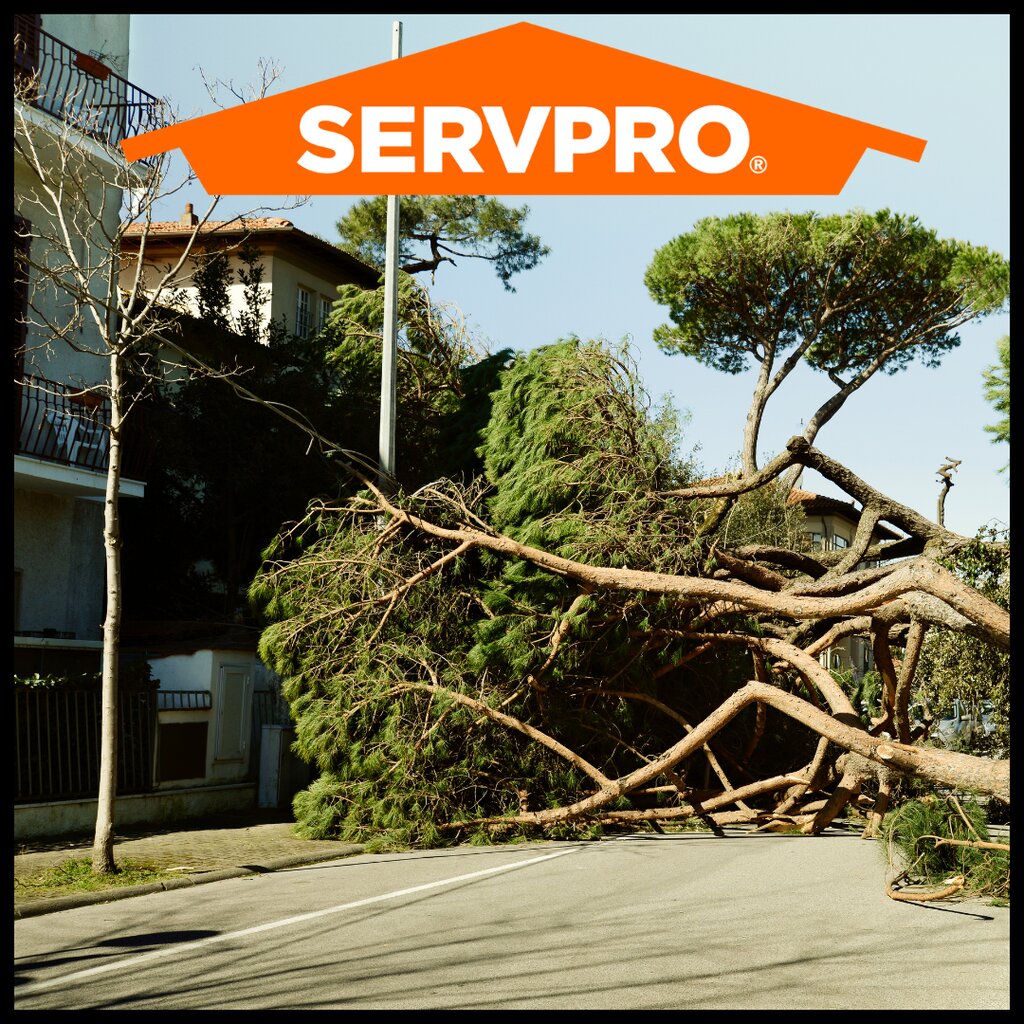 Halı yıkamacılar Servpro of Society Hill, Pennsylvania, foto