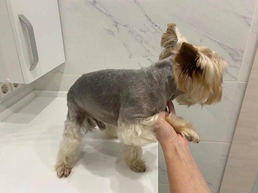 Evcil hayvan kuaförleri Happy Pets, Ruza, foto