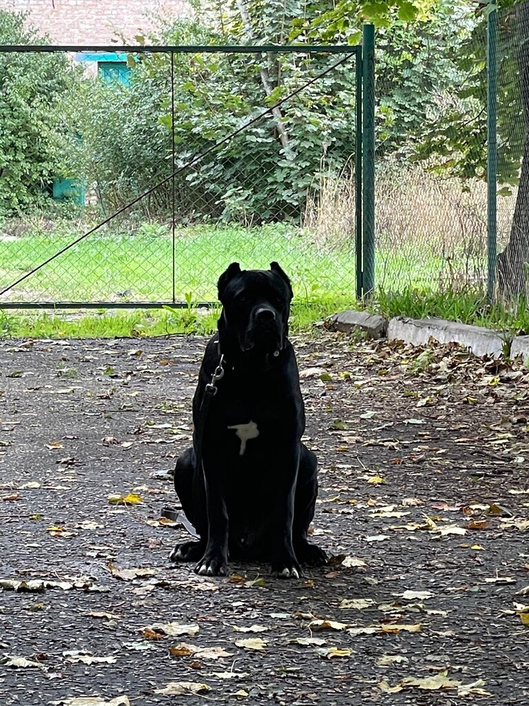 Köpek gezdirme alanları Dressirovka sobak, Essentuky, foto