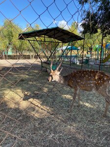Kültür ve eğlence parkları Karakol Bugu Ene Zoo, Karakol, foto