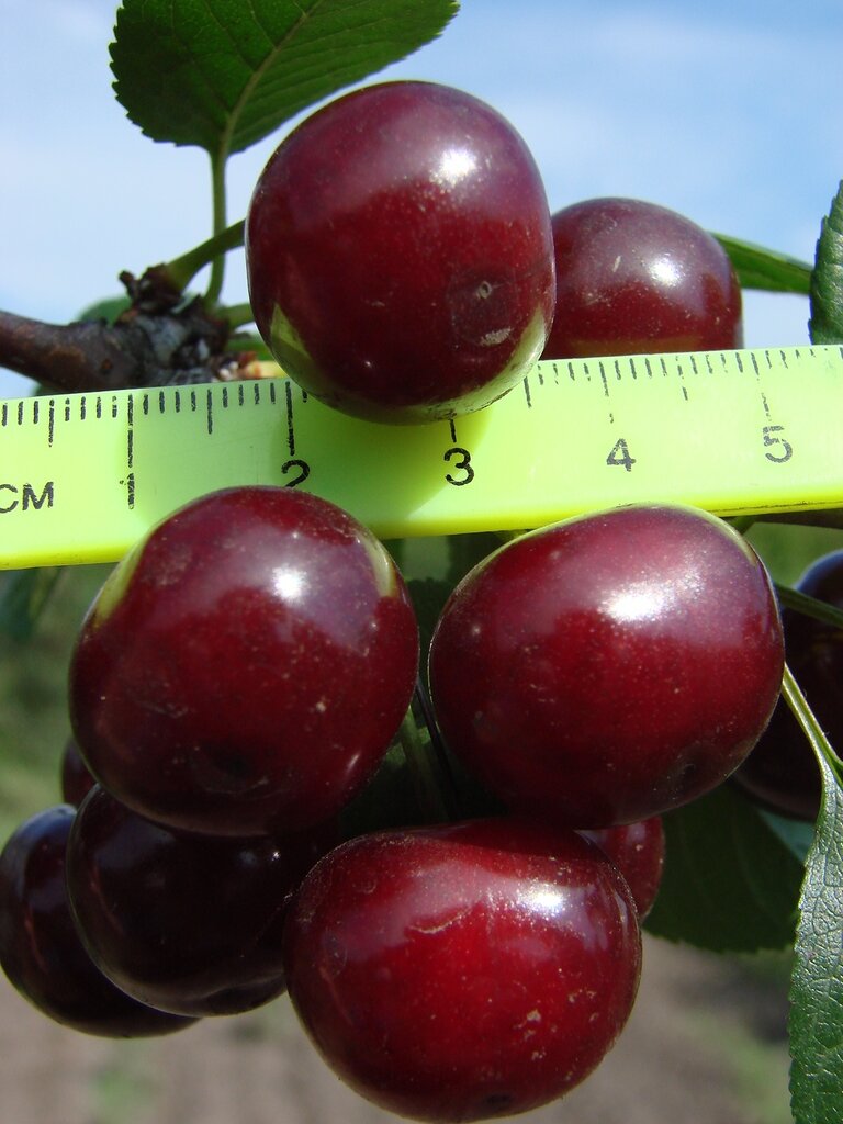 Gıda üreticileri Melitopolskaya Chereshnya Pkf, Zaporoje Bölgesi, foto