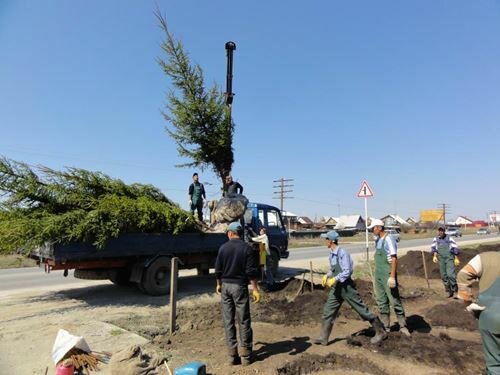 Şehir planlama Посадка крупномеров, Moskova, foto