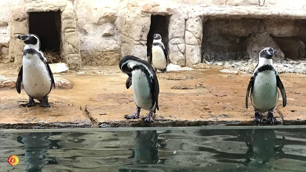 Hayvanat bahçeleri Pafos Zoo, Paphos Bird's & Animals Park, Baf İlçesi, foto