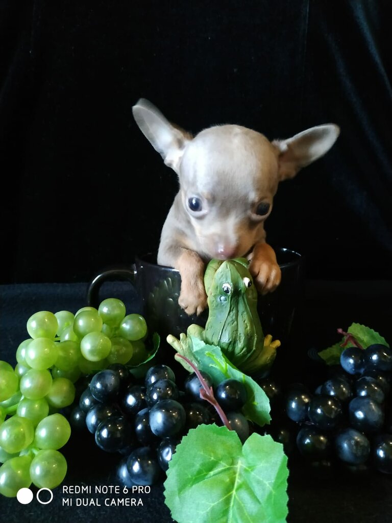 Evcil hayvan yetiştiricileri Pitomnik mini-sobak Kroha-dog, Moskova, foto