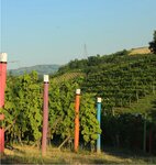 Azienda Agricola Bosco Giovanna - Miele Bio, Nocciole Bio, Vino (Piedmont, Provincia di Cuneo, Strada San Vittore, 45), bal ve arıcılık firmaları  Piyemonte'den
