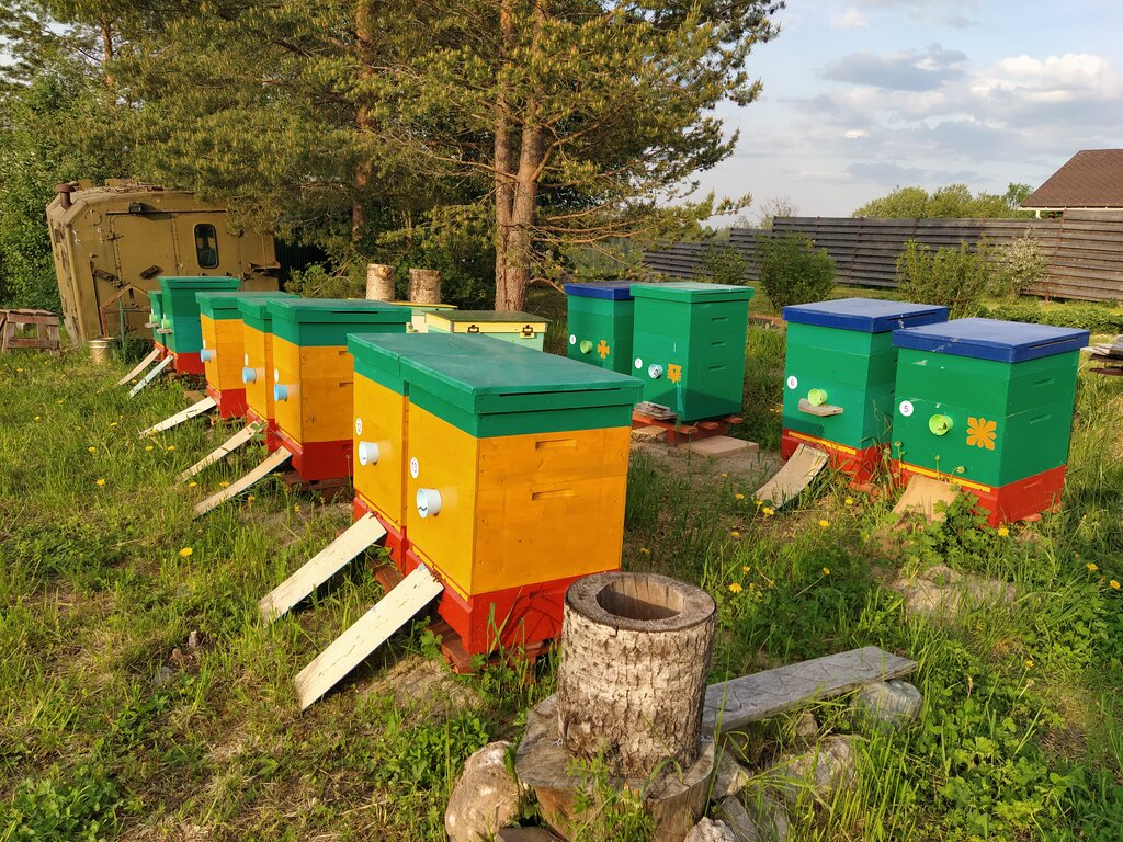 Bal ve arıcılık firmaları Mehilainen, Karelya, foto