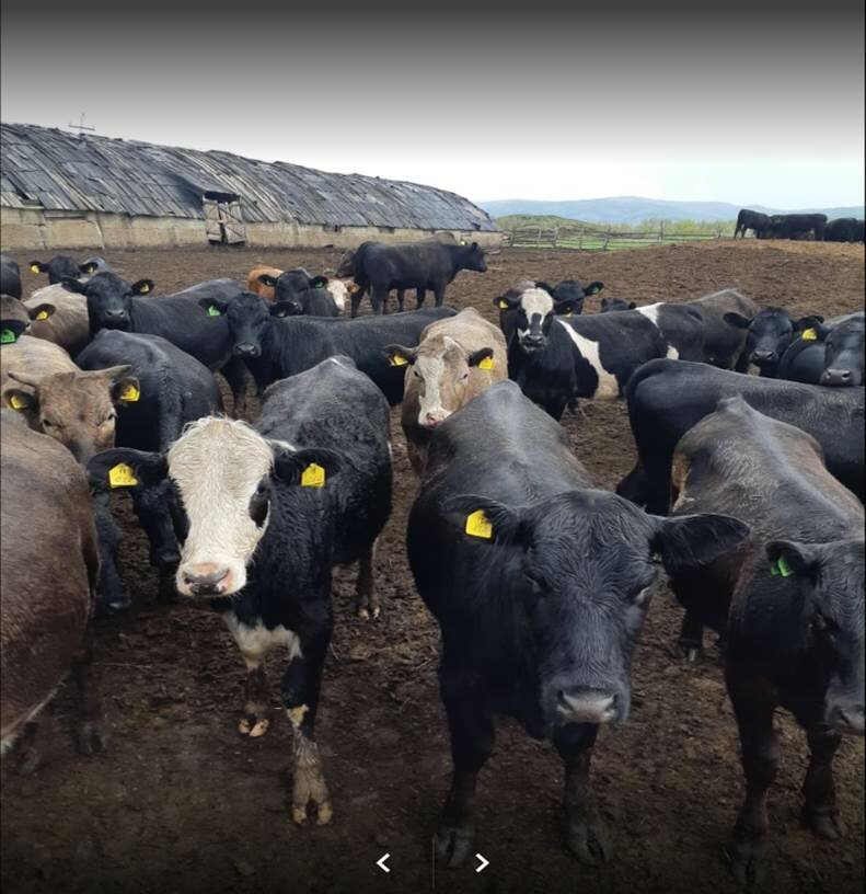 Toptan et ürünleri КФХ Заикин А. В. Новоникольская ферма, Tataristan, foto