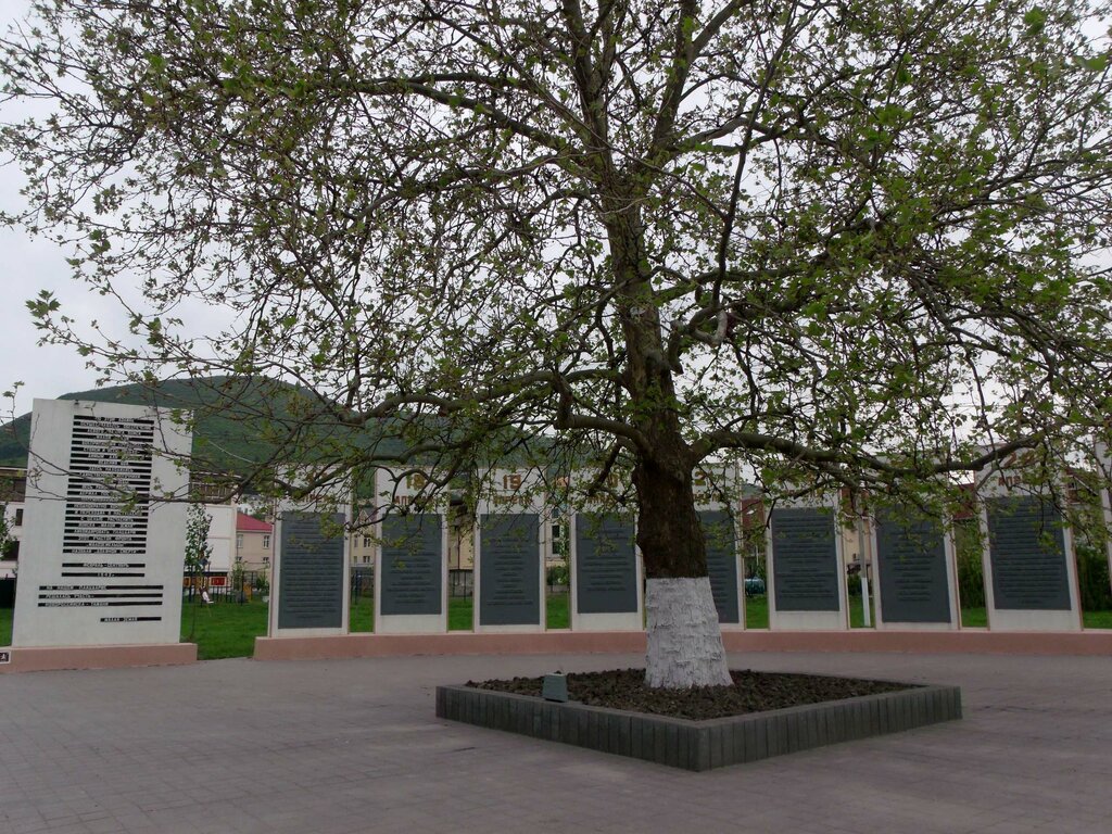 Doğa Платан посаженый Л.И. Брежневым, Krasnodarski krayı, foto